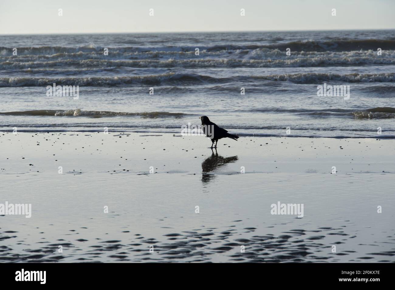 Crows watching people hi-res stock photography and images - Alamy