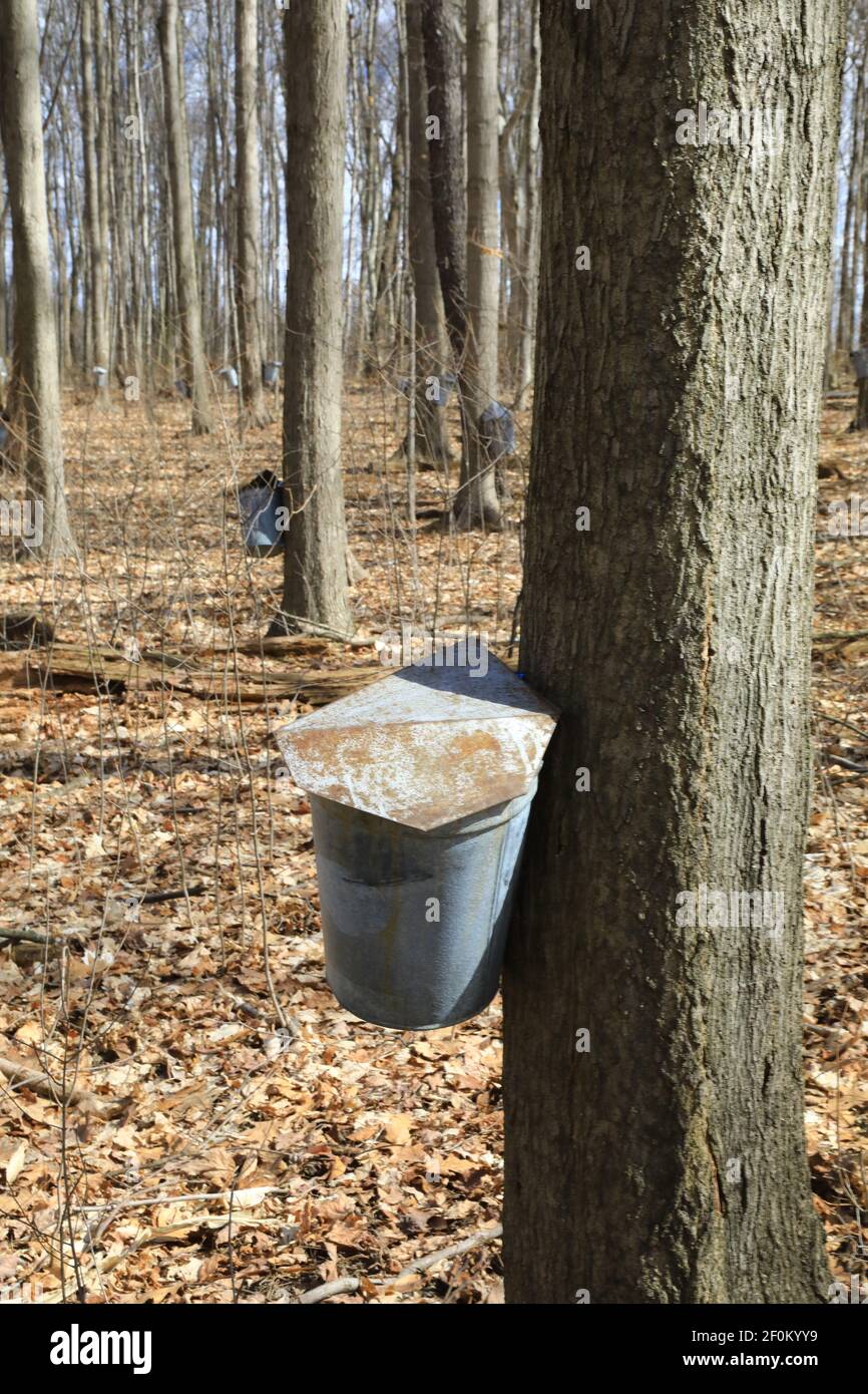 Maple syrup collecting Stock Photo - Alamy