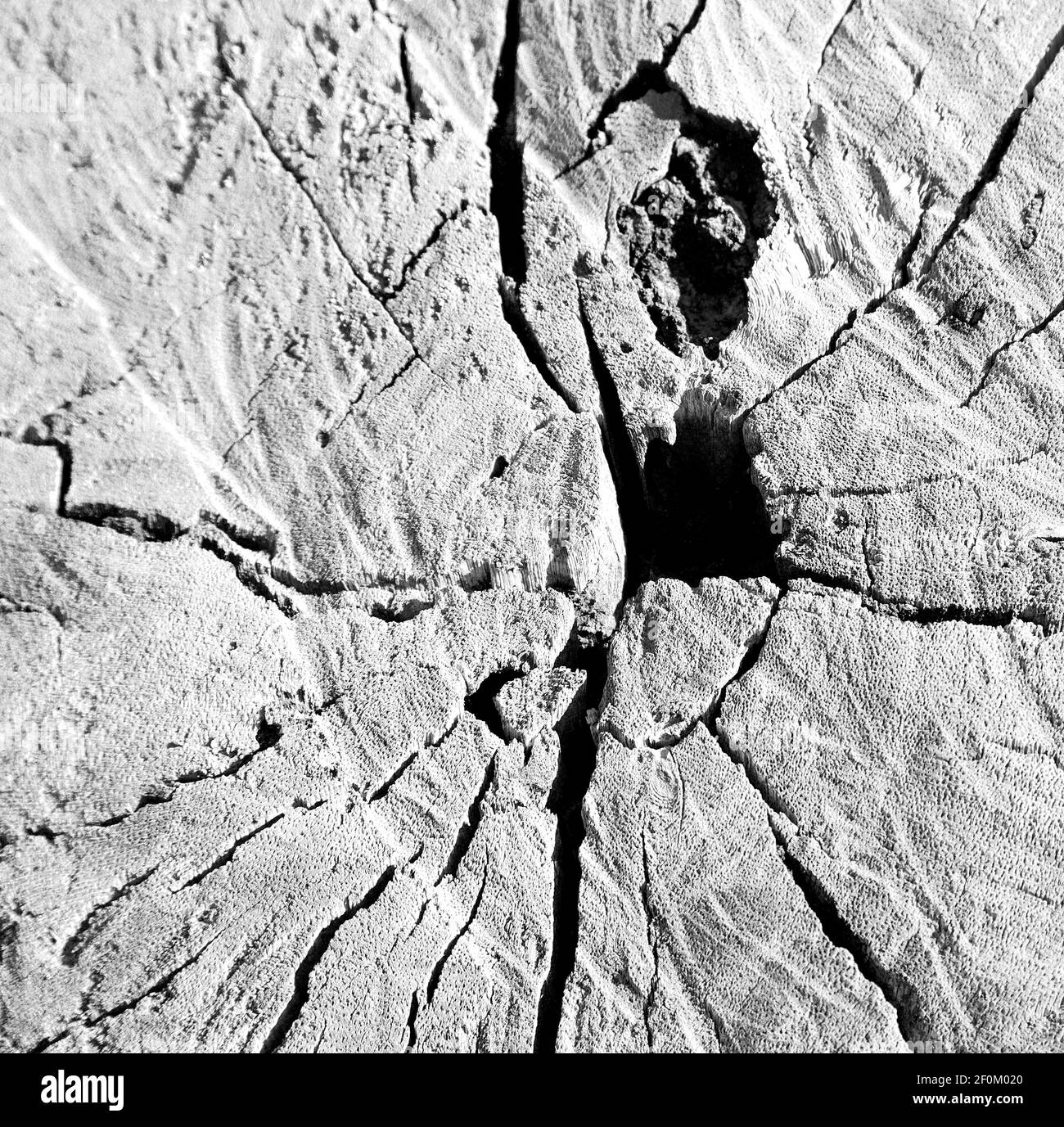 Abstract texture of a tree Stock Photo - Alamy
