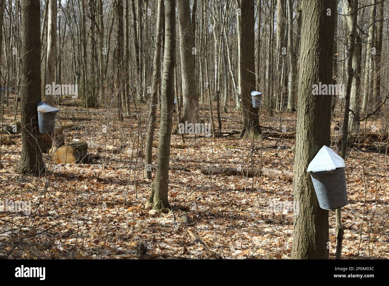 Maple syrup gathering Stock Photo - Alamy
