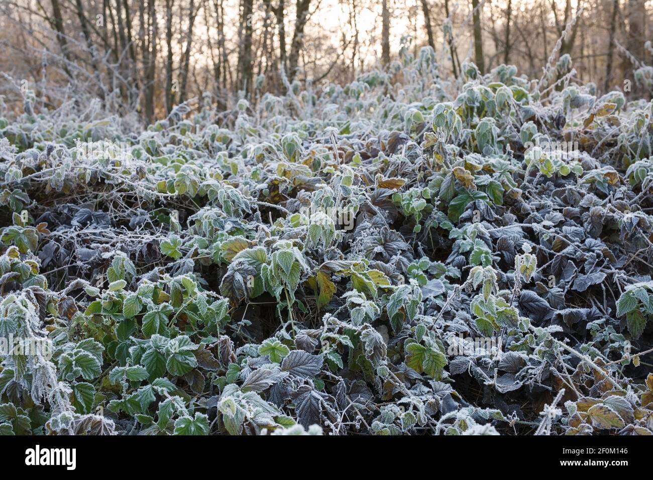 Brambles hi-res stock photography and images - Alamy