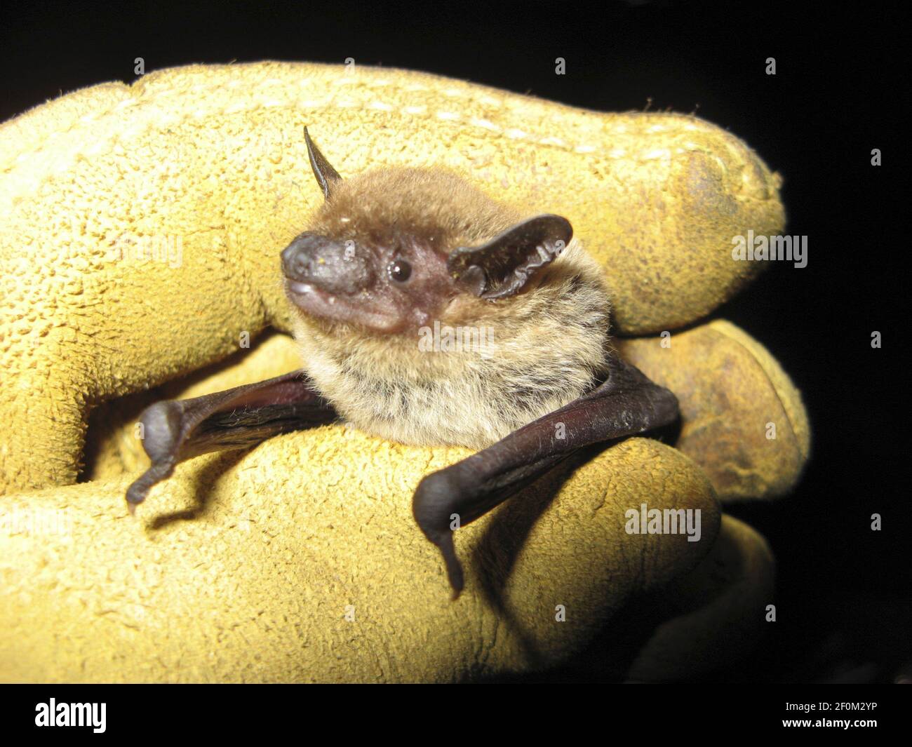 An evening bat is examined. Scientists are studying bats in the ...