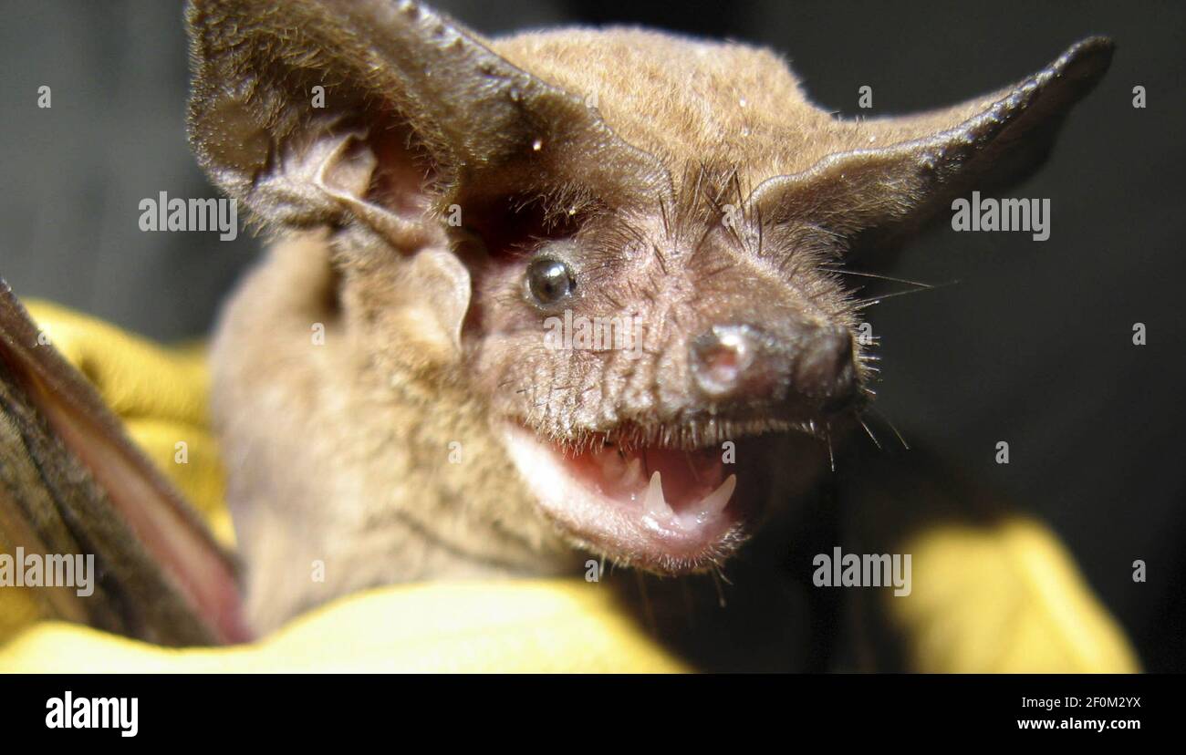An Brazilian free-tail bat is examined. Scientists are studying bats in ...