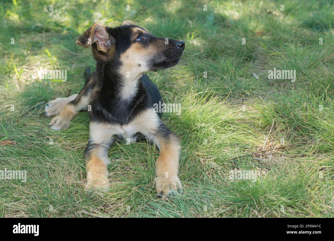 Cute hybrid of sheep dog puppy having rest in summer grass Stock Photo ...