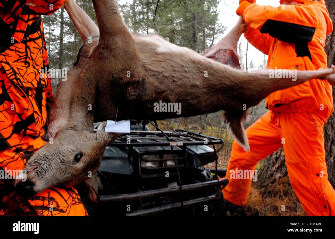 A large doe shot on a swamp edge in northern Minnesota near Cook was ...