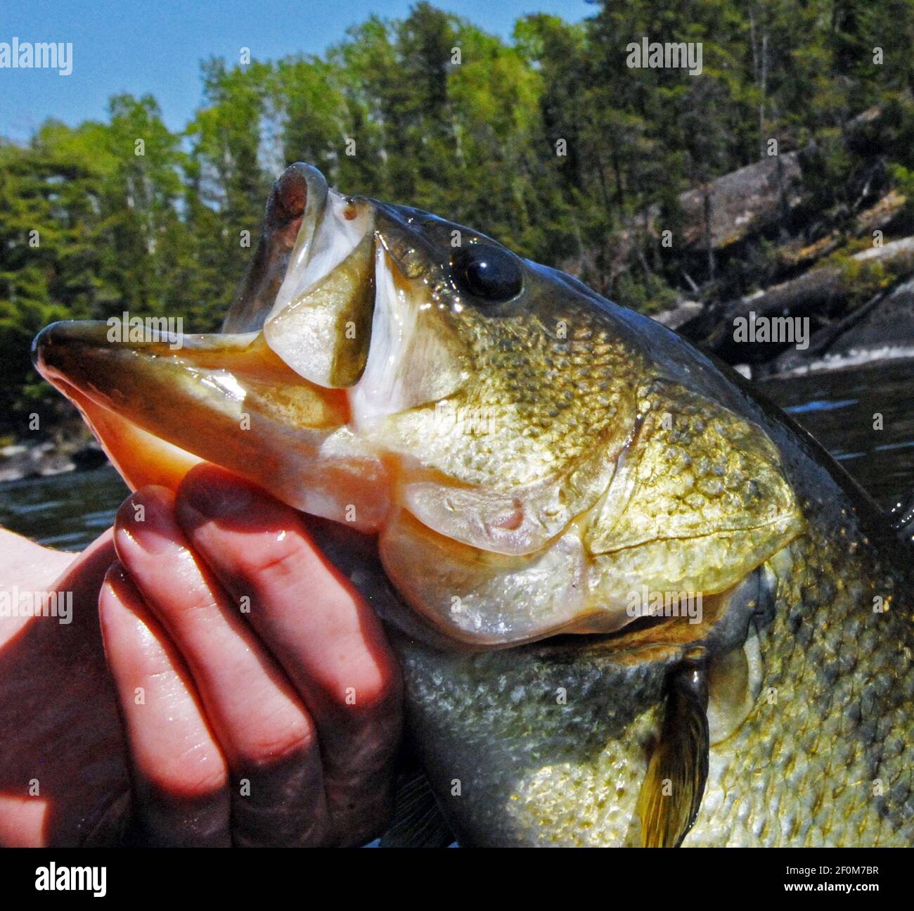 The largemouth bass gives explosive action, on top water or underneath ...