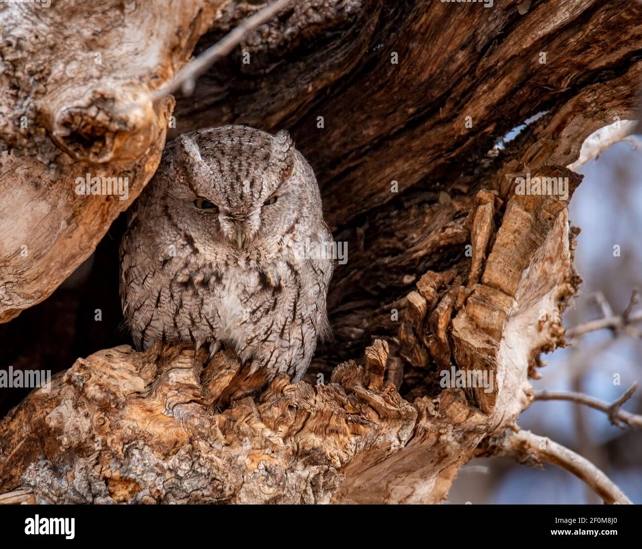Eastern screech owl grey morph roosting in tree cavity during morning ...