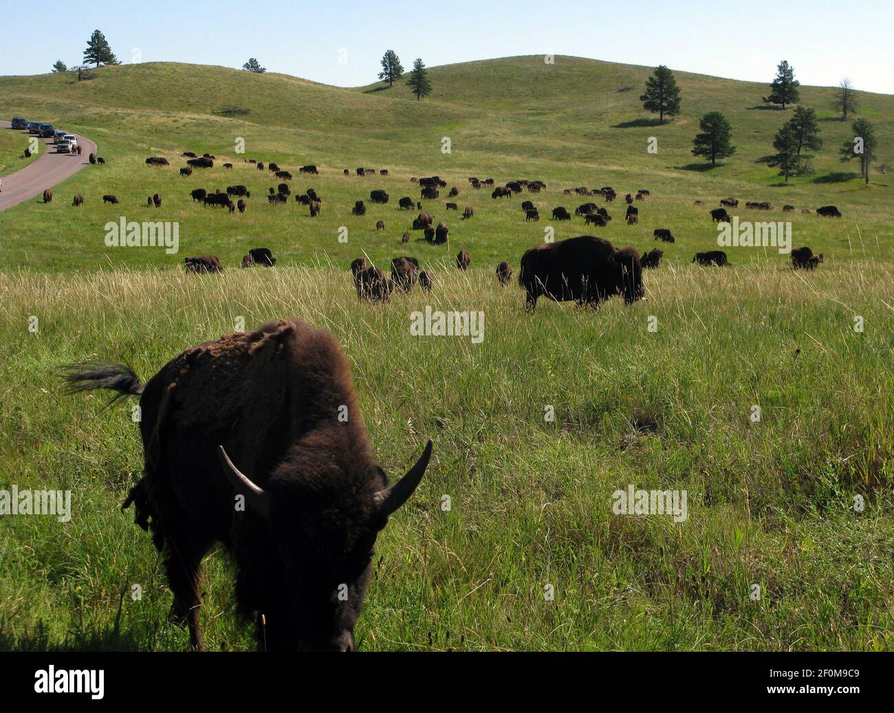 The wildlife loop road is the ideal spot for a South Dakota Black Hills ...