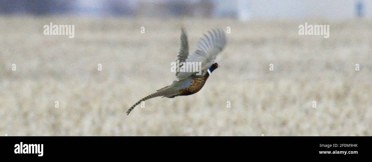Pheasant populations in Kansas and other parts of the Midwest could be ...
