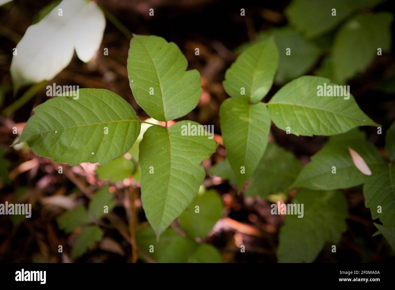 Every part of the poison ivy plant is toxic, says Jacob Burns of the ...