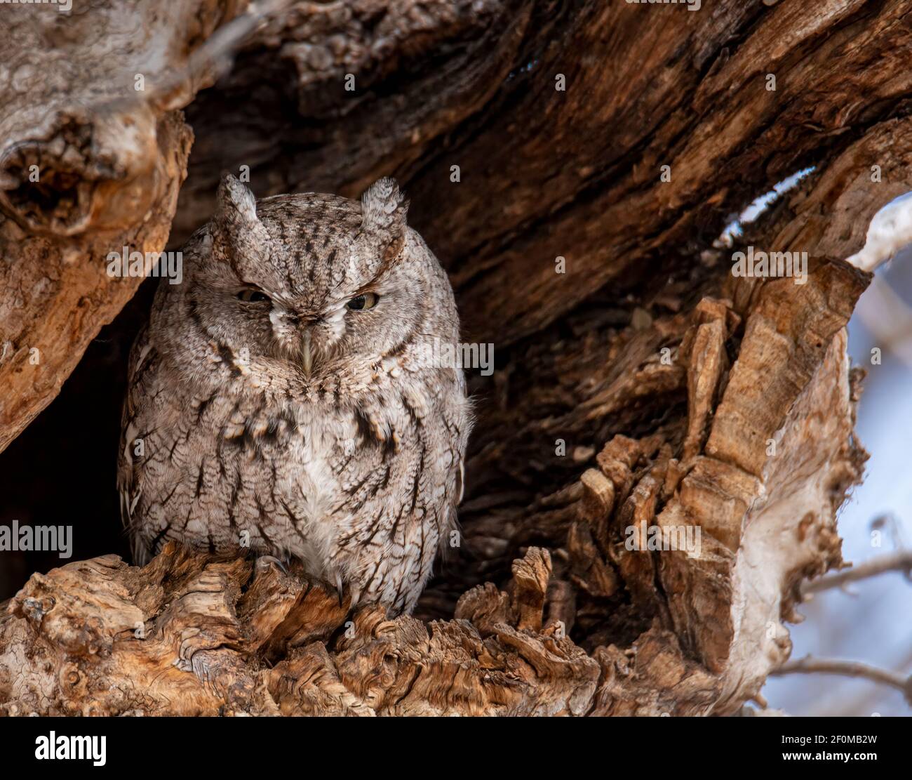 Eastern screech owl grey morph roosting in tree cavity during morning ...