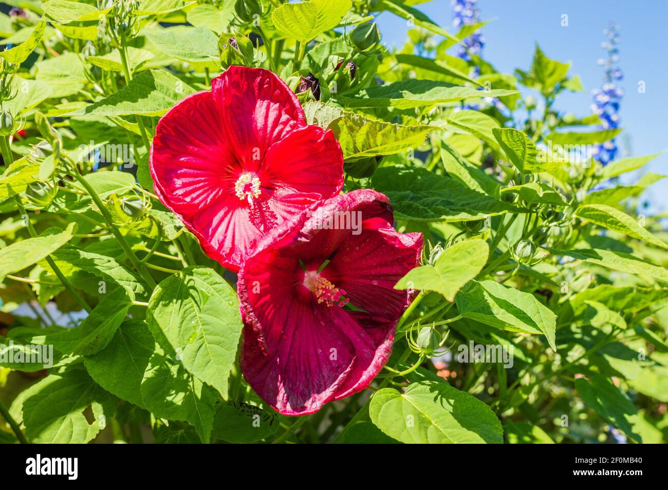 Garden red flowers hi-res stock photography and images - Alamy