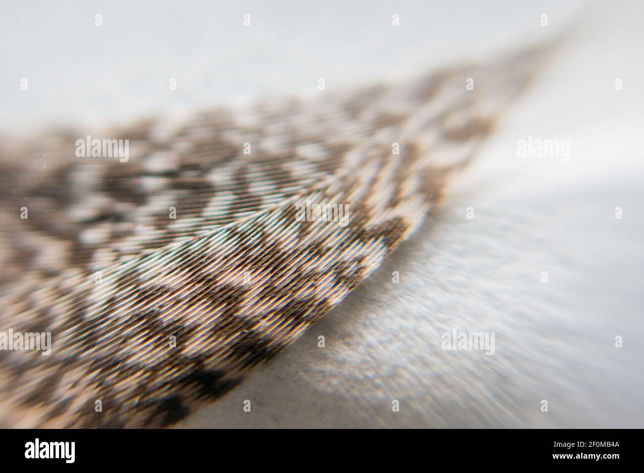 Closeup of a floating feather with back background Stock Photo - Alamy