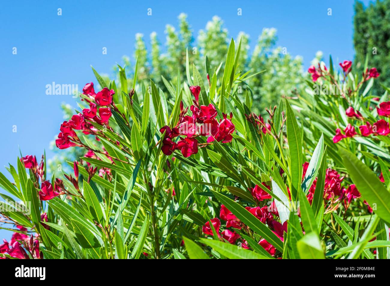 Red flowers growing on tree Stock Photo - Alamy