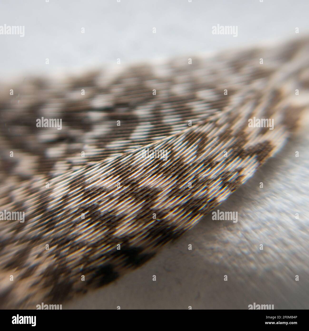 Goose feather texture hi-res stock photography and images - Alamy