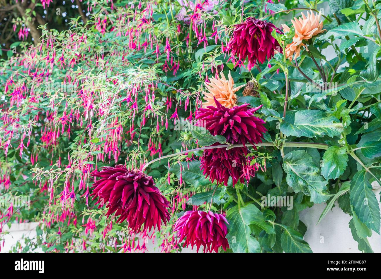 Red flowers in the garden Stock Photo - Alamy