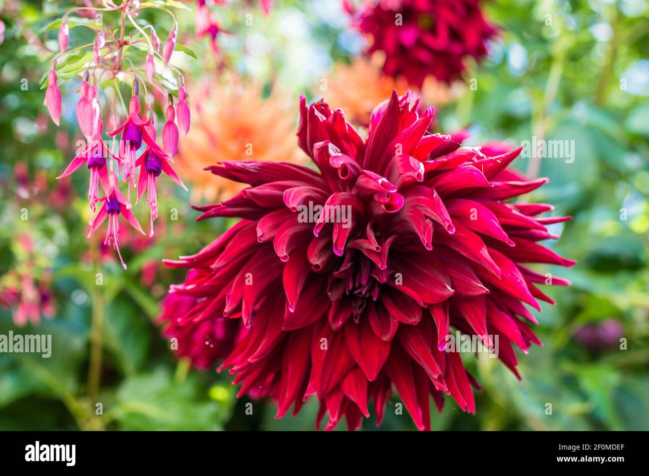 Red flower garden landscape hi-res stock photography and images - Alamy