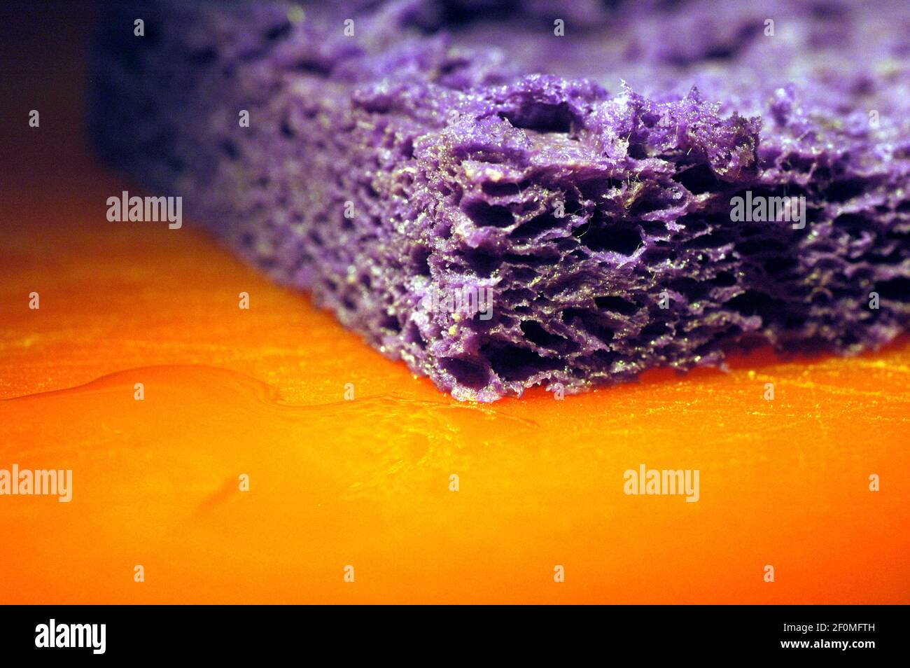 A dirty kitchen sponge breeding bacteria. German researchers analyzed ...