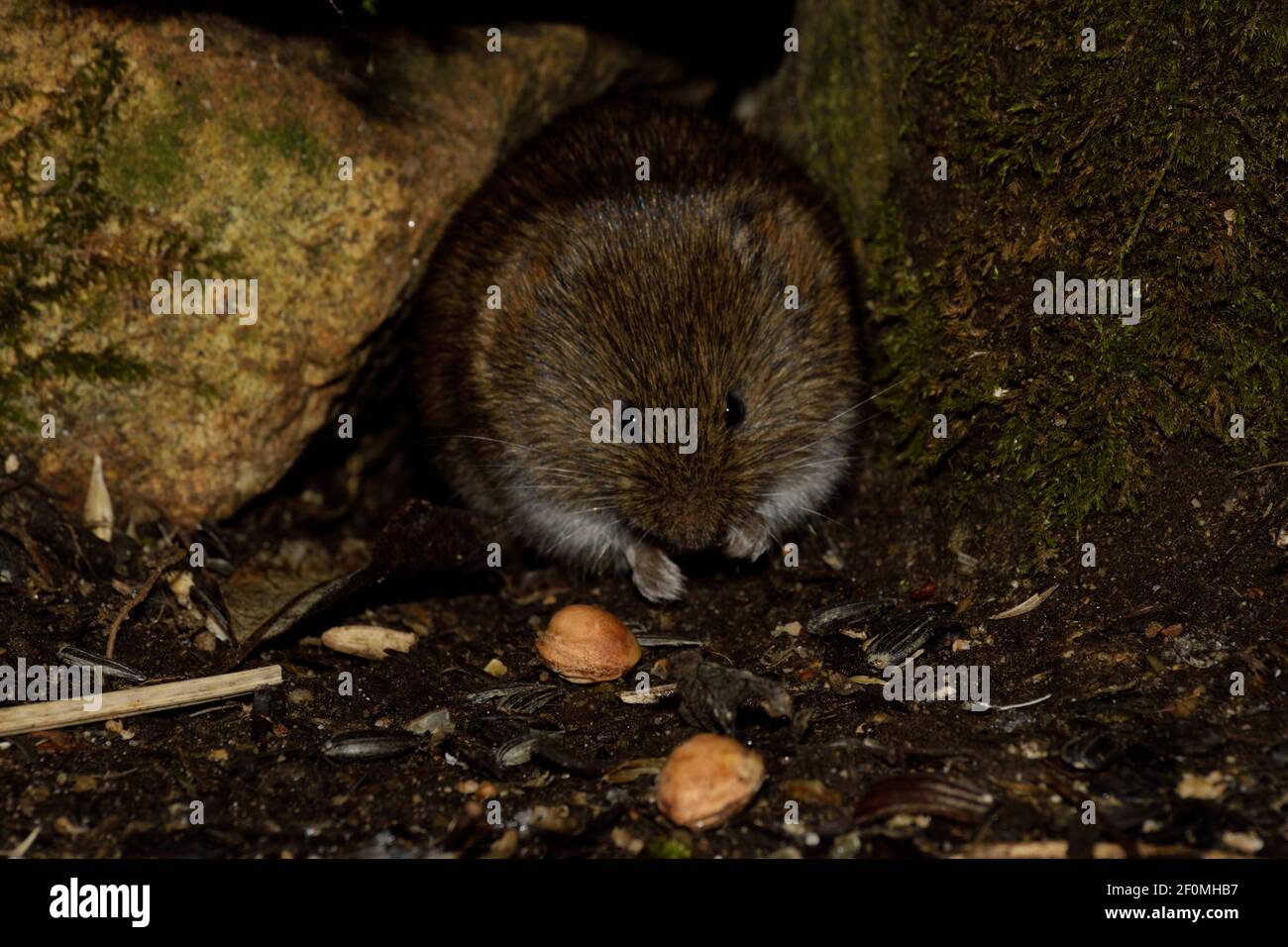 Szlem hi-res stock photography and images - Alamy