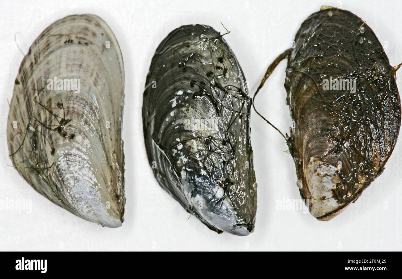 The varying shell colors of Quagga Mussels in Lake Michigan on May 10 ...