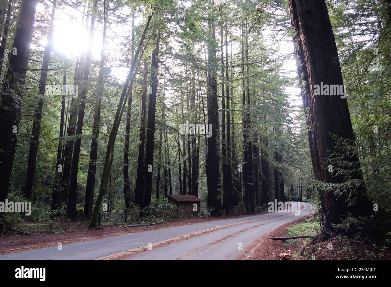 A sudden remnant of giant redwood forest appeared on the drive along ...