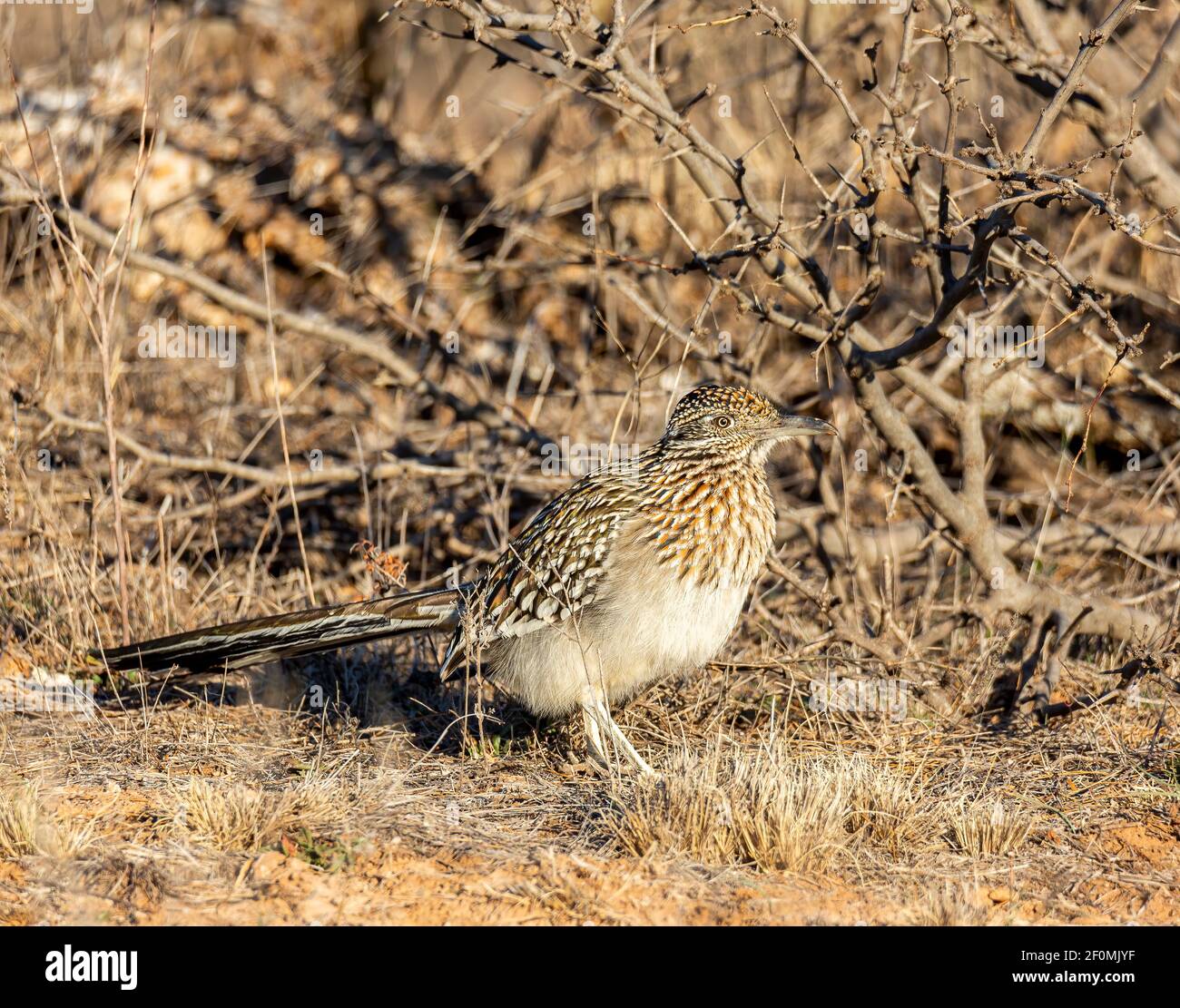 Texas roadrunner birds hi-res stock photography and images - Alamy