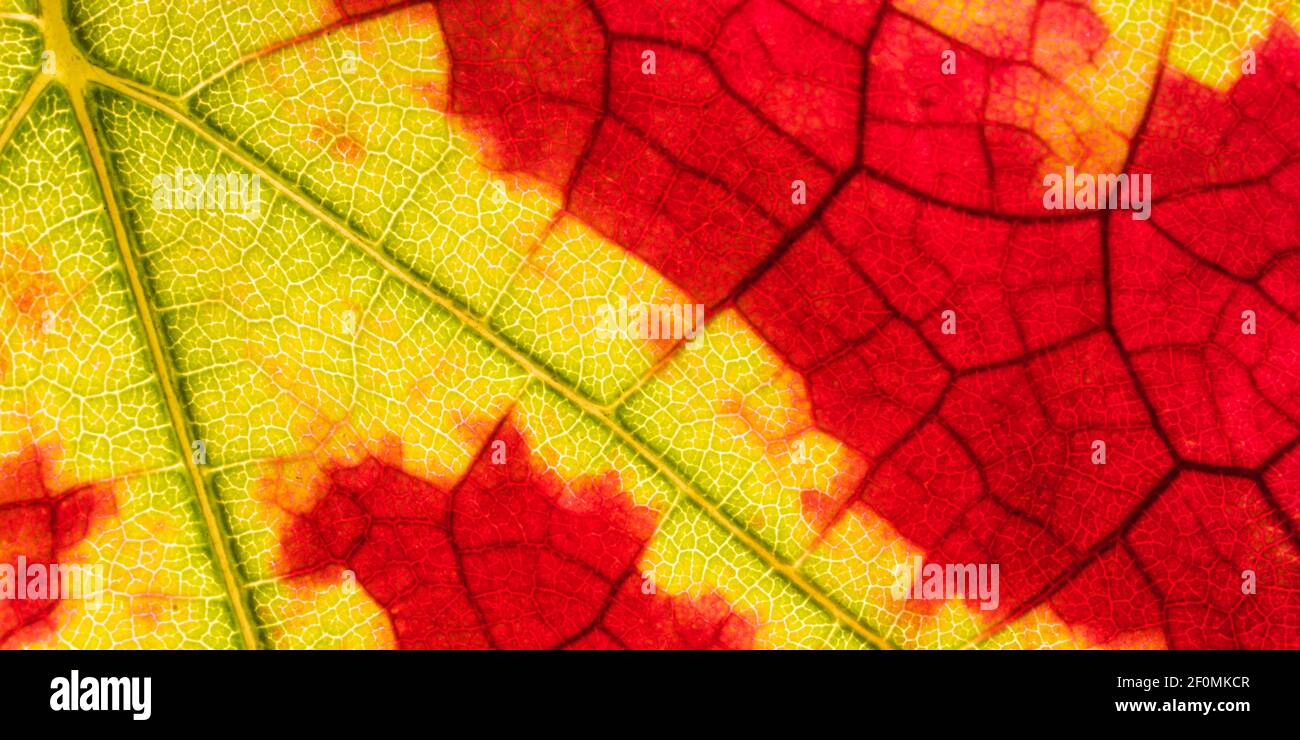 Vine leaf (3 Stock Photo - Alamy