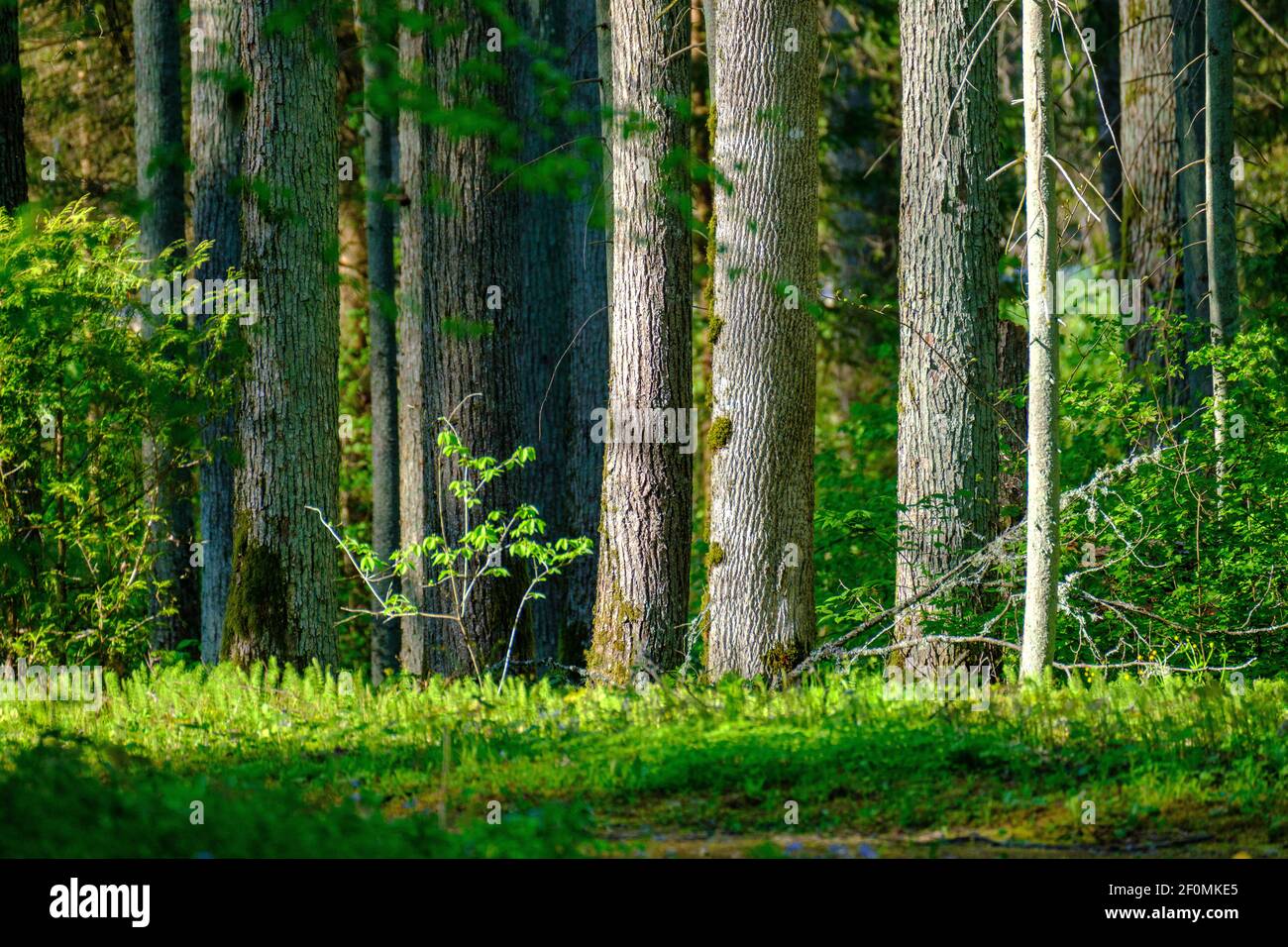 green summer foliage abstract texture with tree leaves and blur ...
