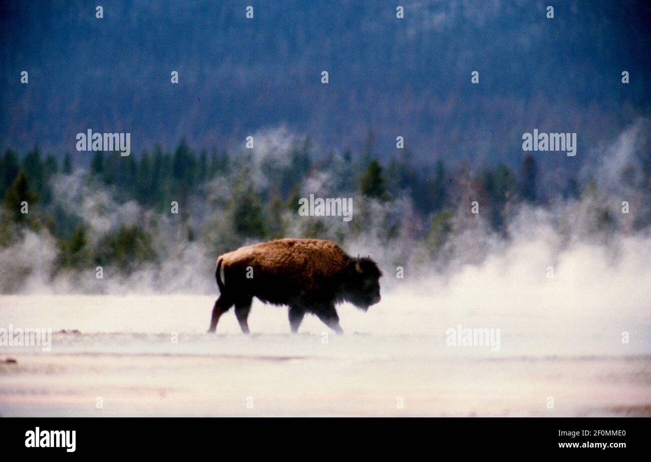 Steam rises from the Midway Geyser Basin as a bison makes its way ...