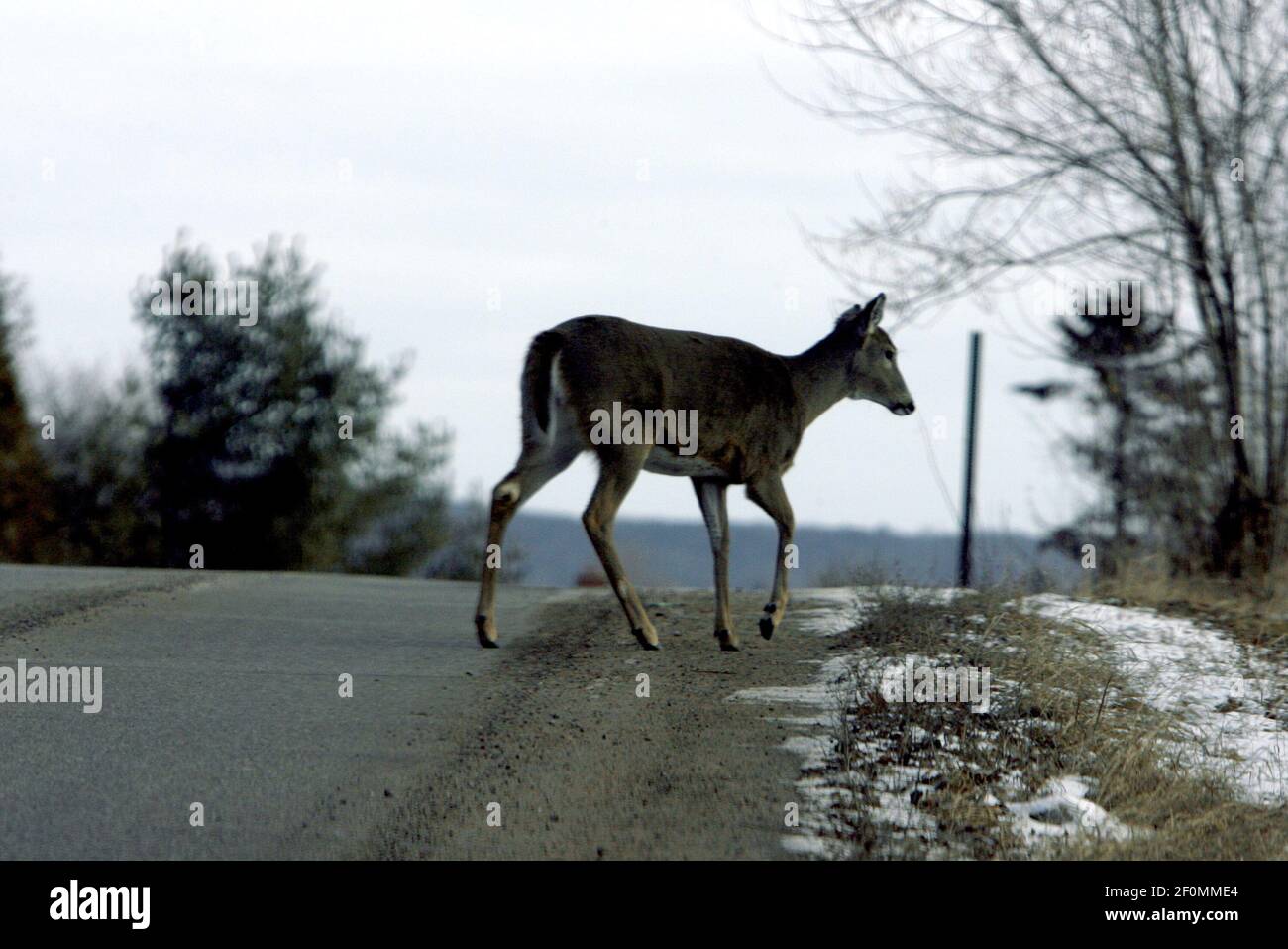 A bill in California would allow people to apply for a permit to eat ...