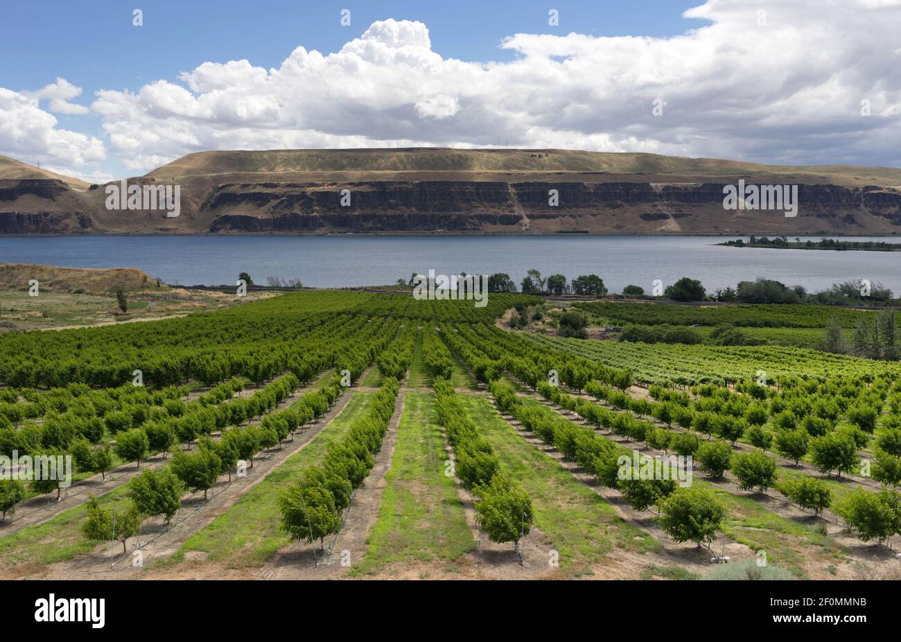 Farmer Fields Orchards Fruit Trees Columbia River Gorge Stock Photo - Alamy