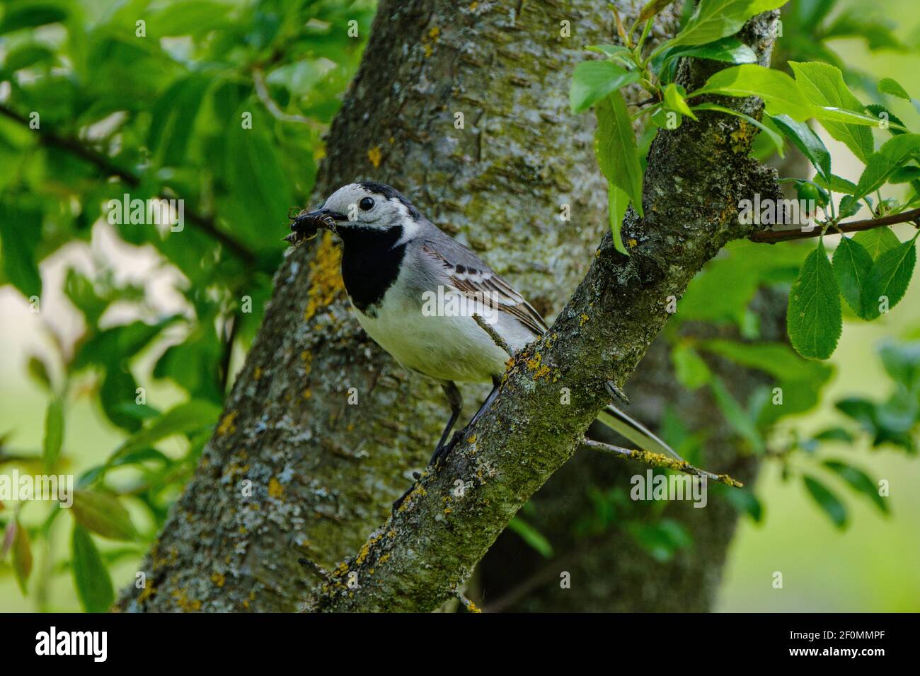 martlet catching flies for food in summer meadow. green background ...