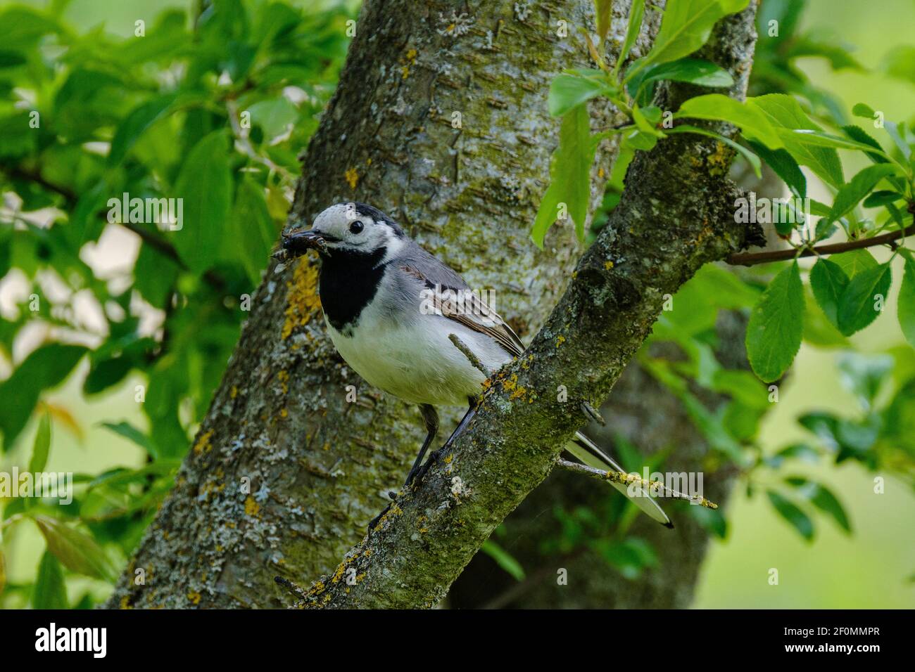 martlet catching flies for food in summer meadow. green background ...