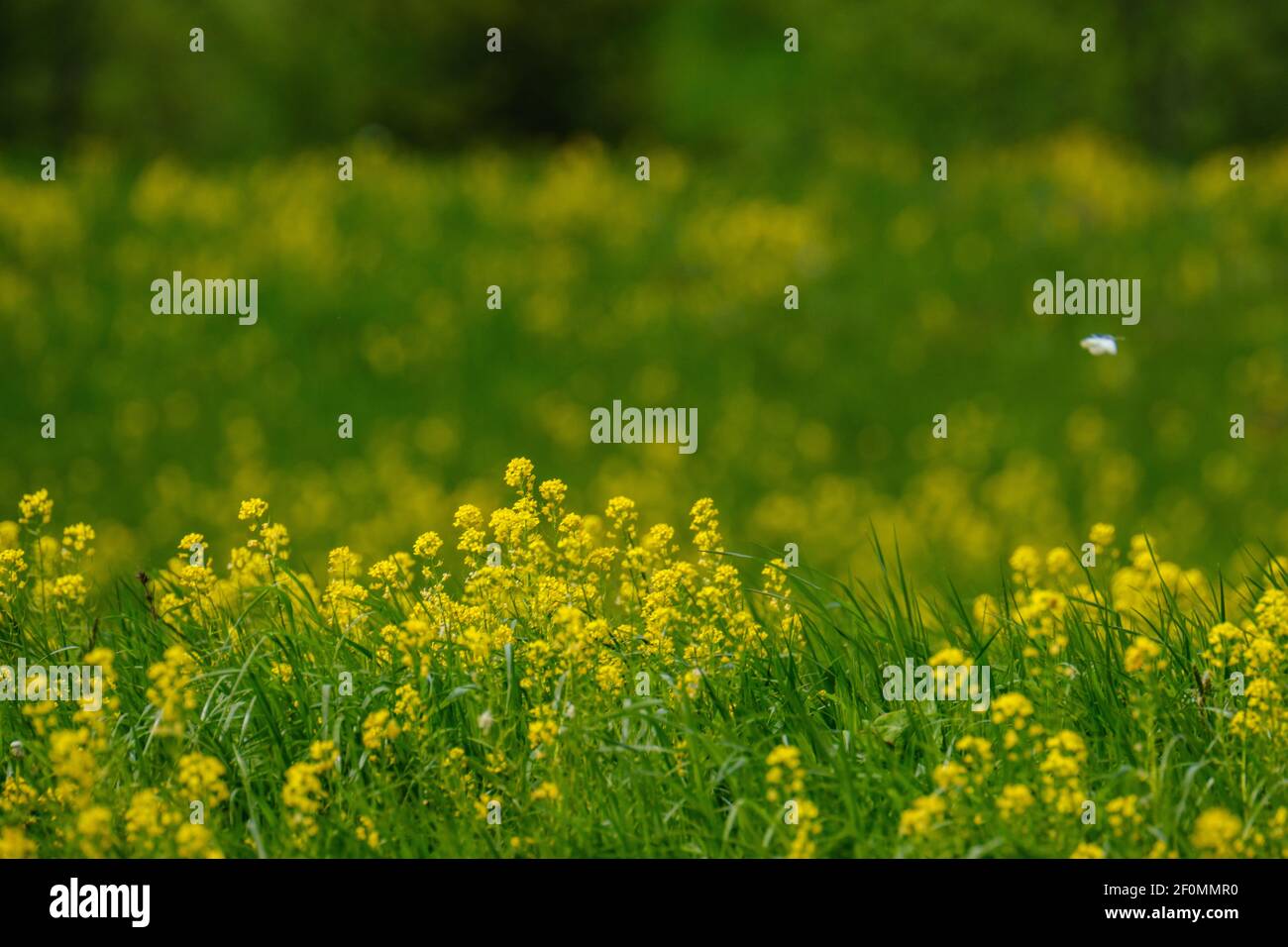 bright colorful spring meadow with yellow dandelions on green ...