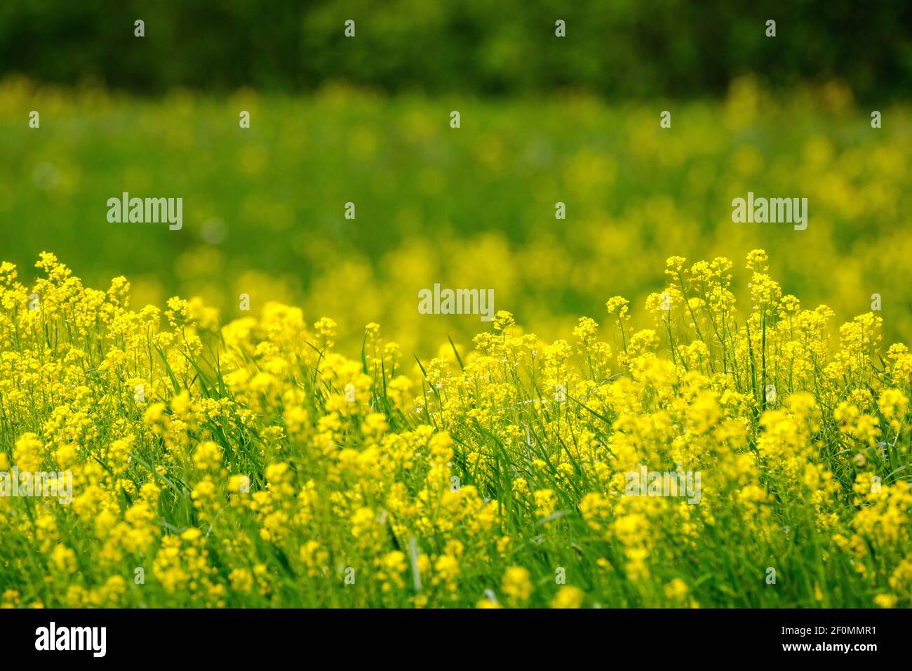 bright colorful spring meadow with yellow dandelions on green ...