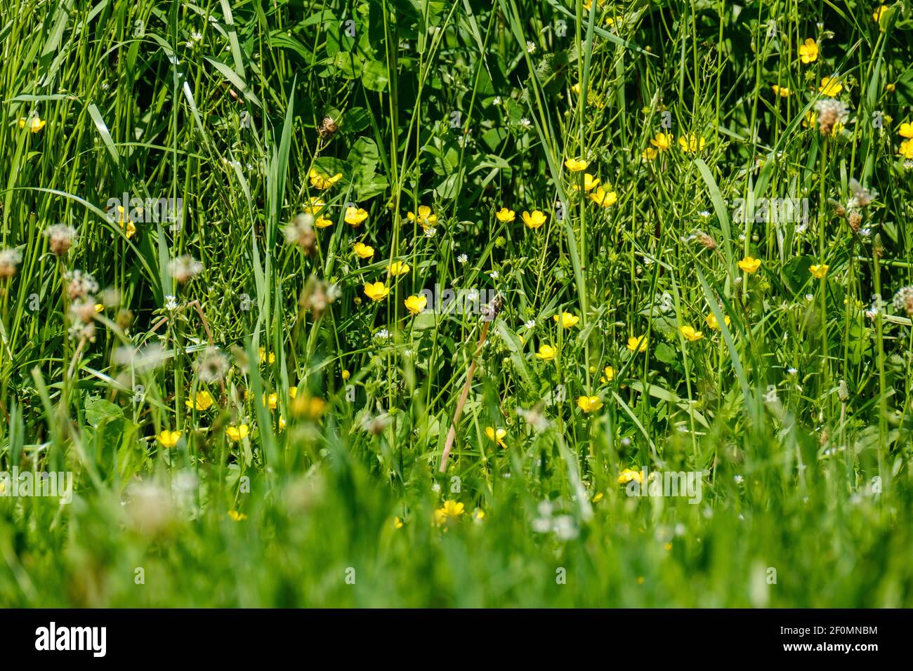 bright colorful spring meadow with yellow dandelions on green ...