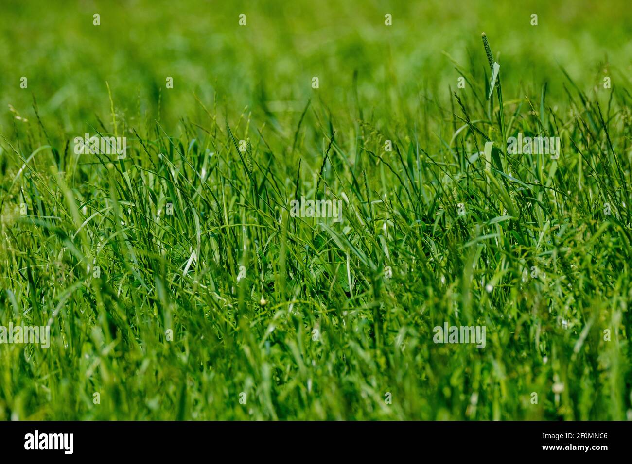 green summer meadow abstract texture with purple flowers and foliage ...