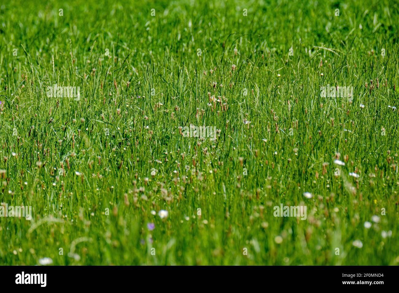 green summer meadow abstract texture with purple flowers and foliage ...