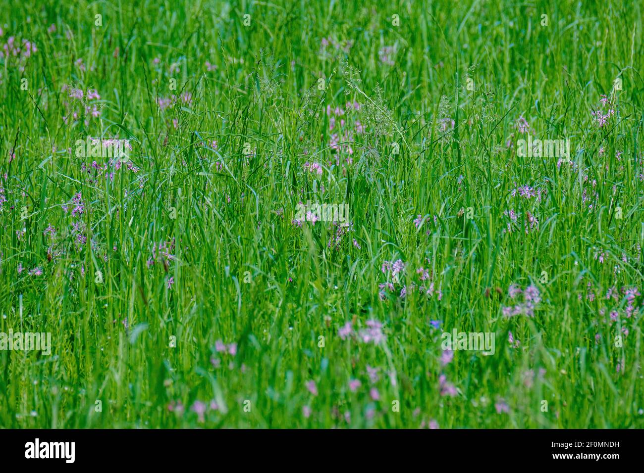 green summer meadow abstract texture with purple flowers and foliage ...