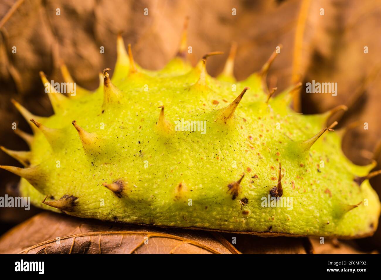 Horse chestnut shell hi-res stock photography and images - Alamy