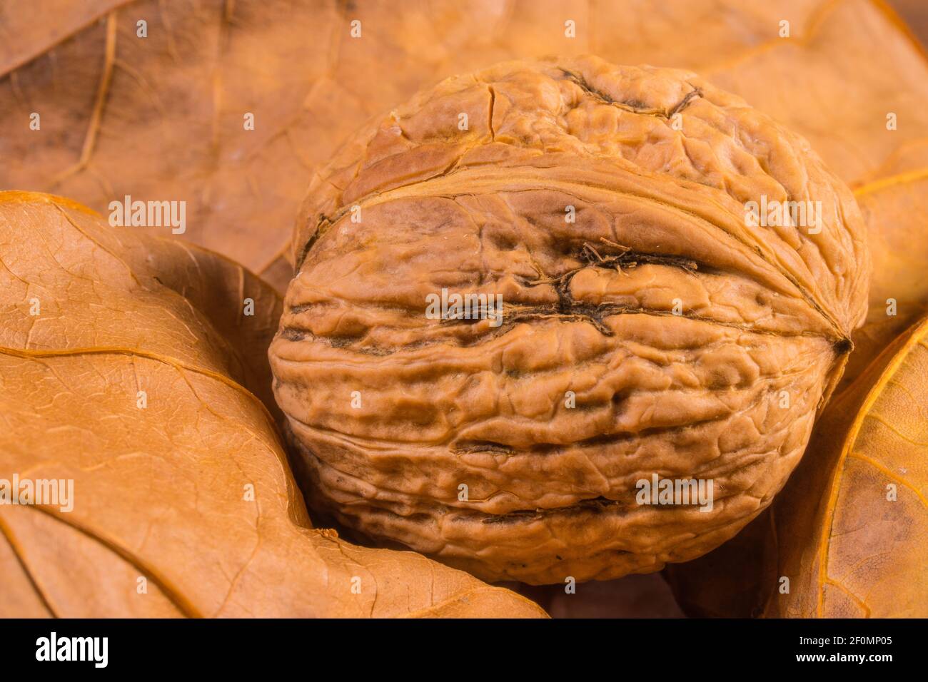 Walnut fruits with plants hi-res stock photography and images - Alamy