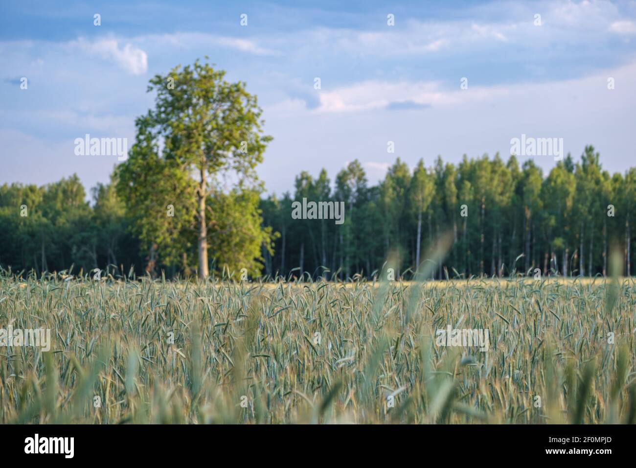 green summer meadow abstract texture with purple flowers and foliage ...
