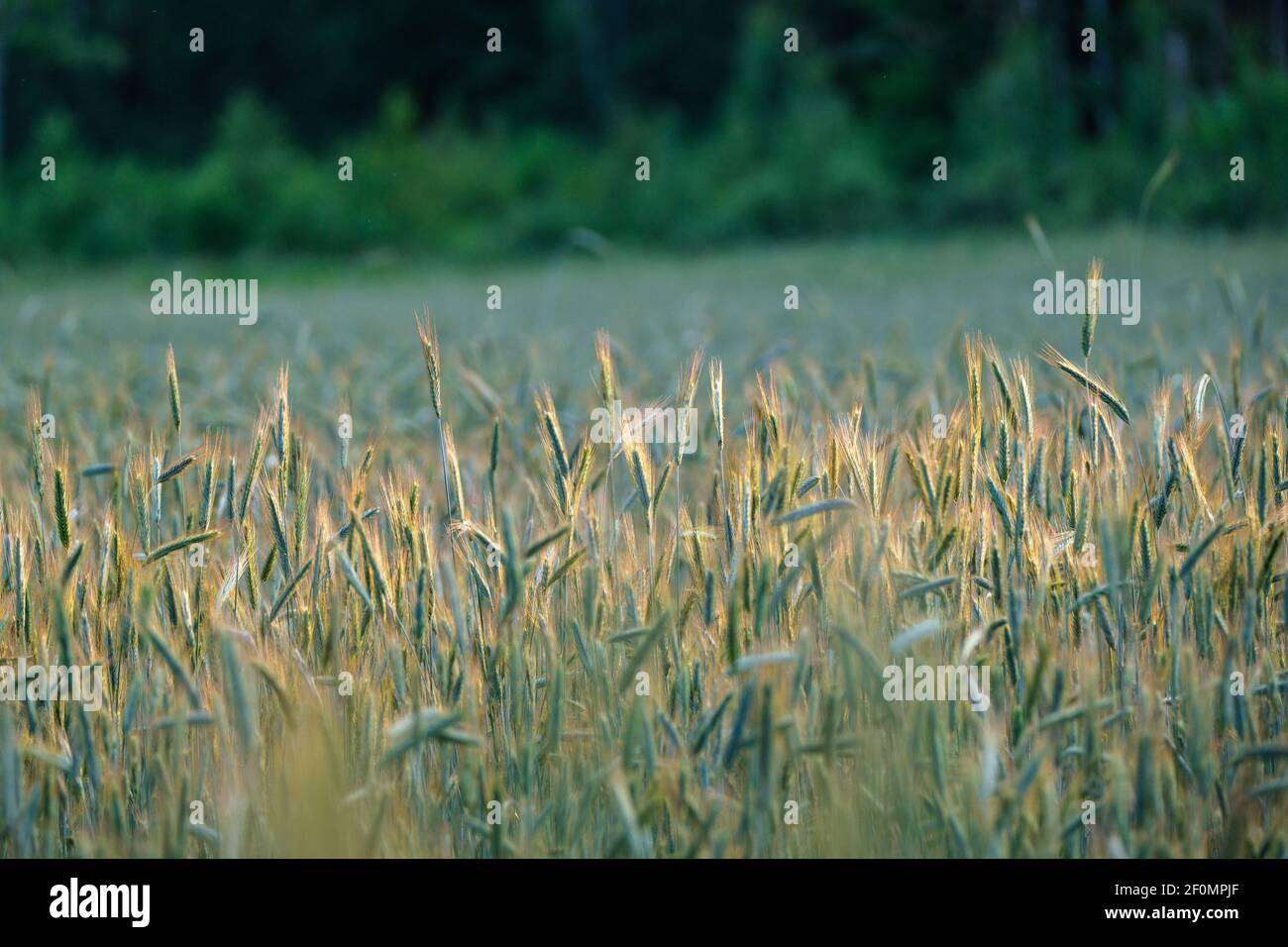 green summer meadow abstract texture with purple flowers and foliage ...