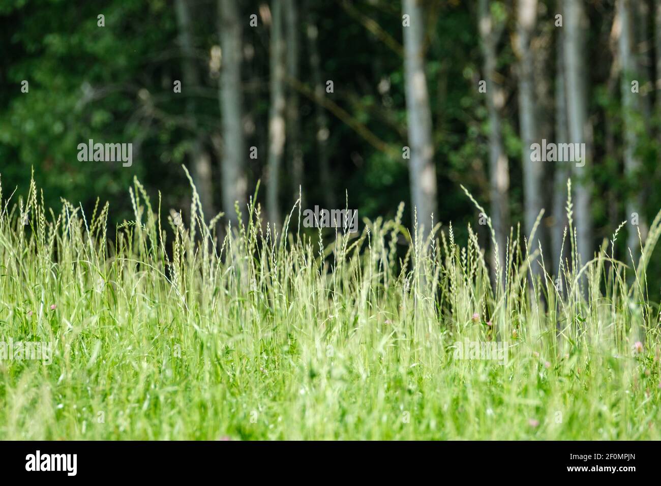 green summer meadow abstract texture with purple flowers and foliage ...
