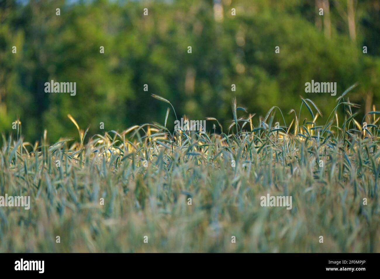 green summer meadow abstract texture with purple flowers and foliage ...