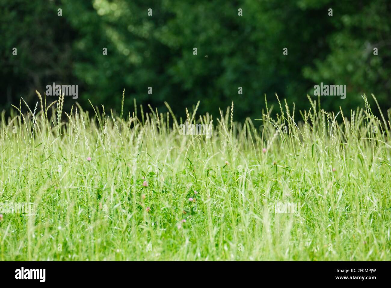 green summer meadow abstract texture with purple flowers and foliage ...