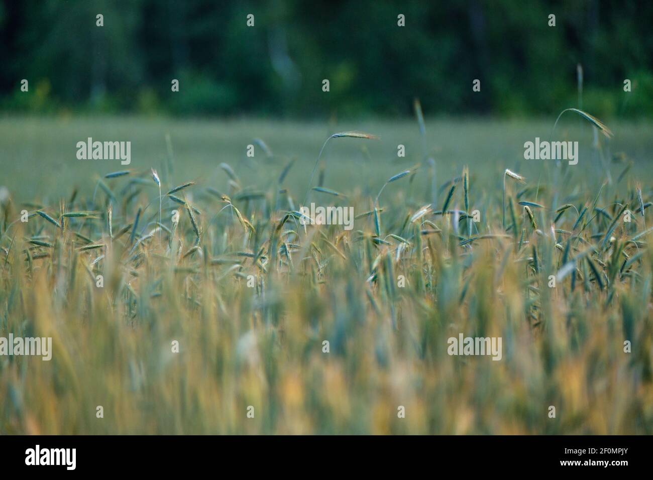 green summer meadow abstract texture with purple flowers and foliage ...