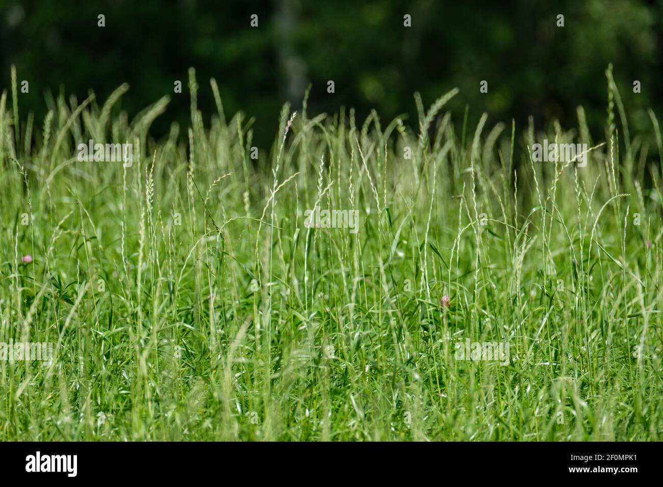 green summer meadow abstract texture with purple flowers and foliage ...