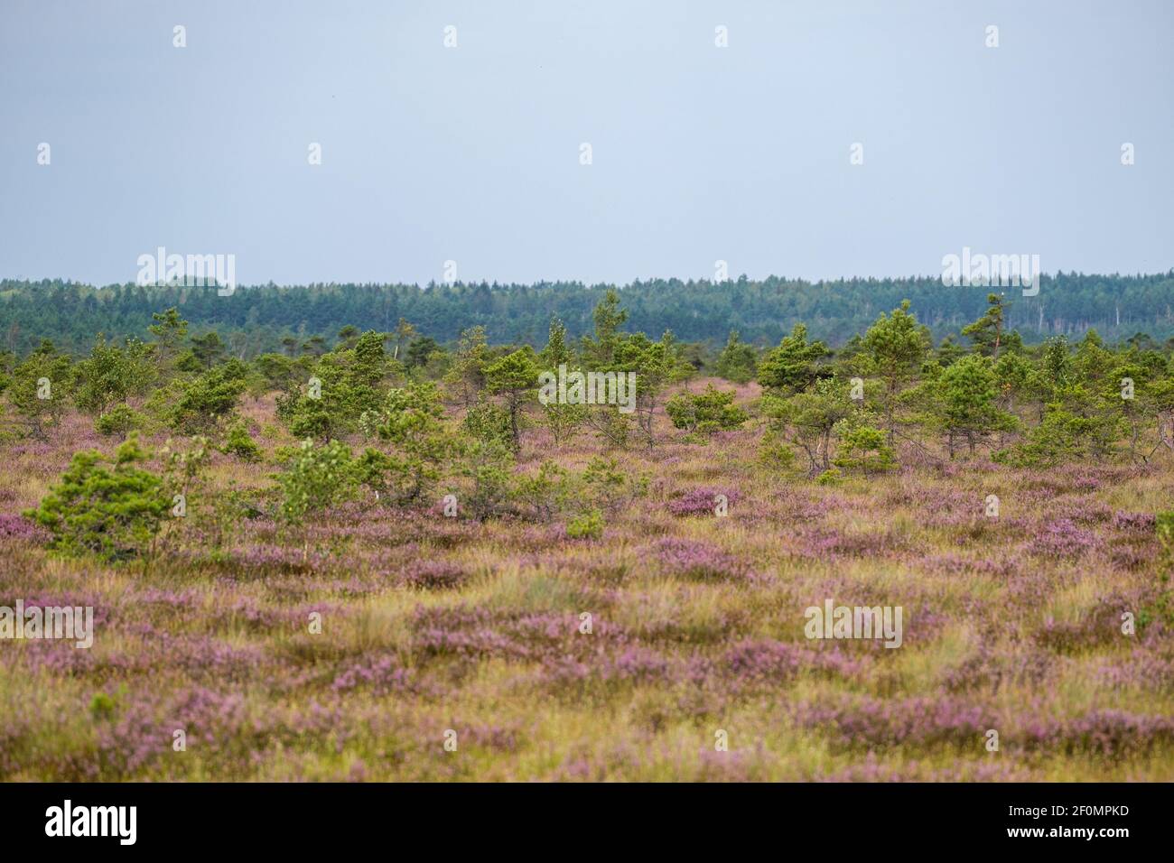 clear bog tundra landscape in summer with green vegetation and purple ...