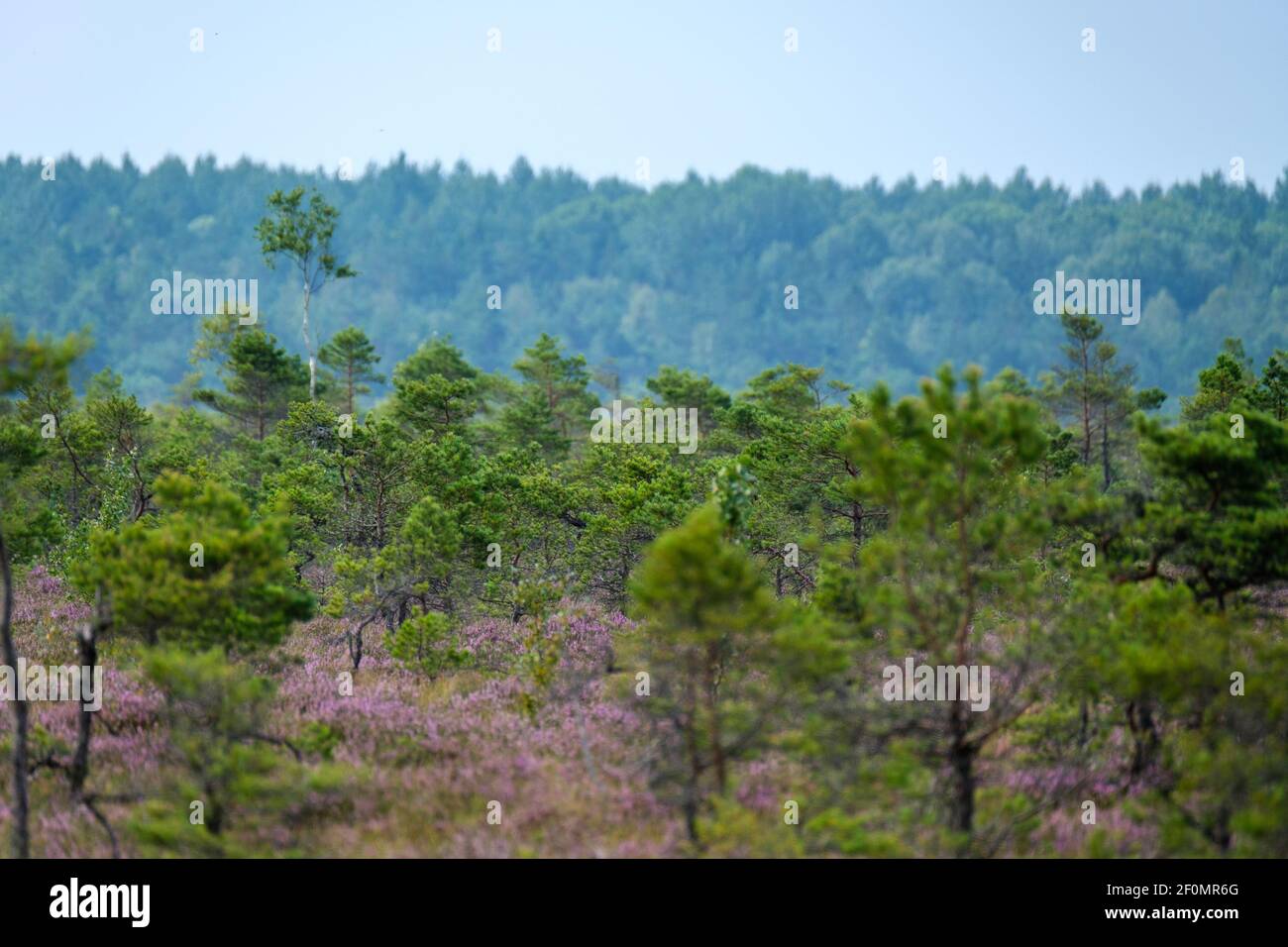 clear bog tundra landscape in summer with green vegetation and purple ...